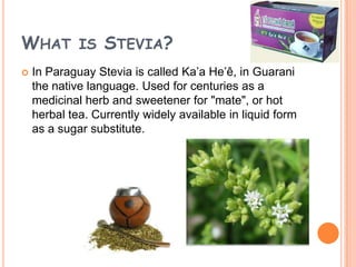 Stevia | PPTX