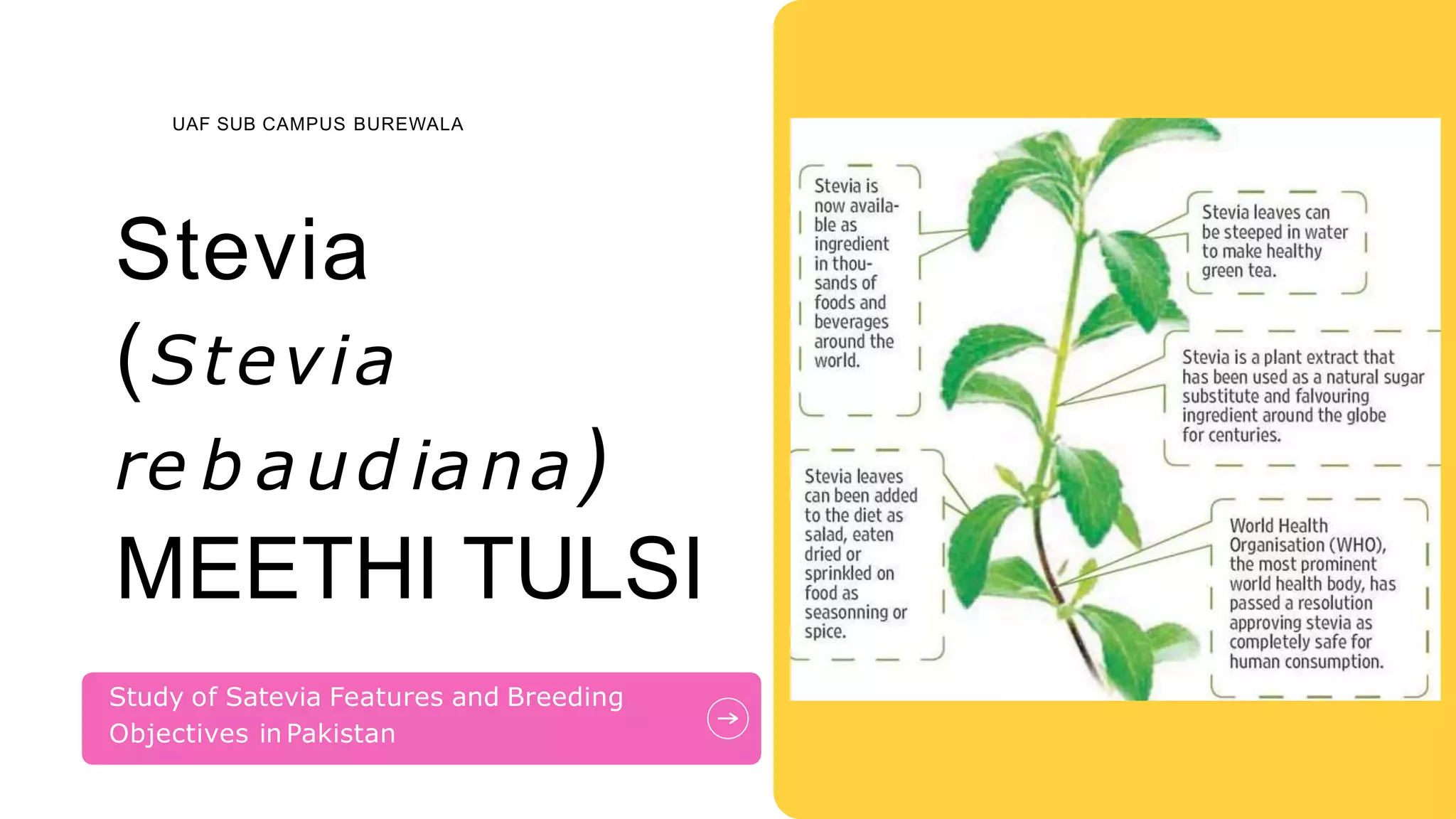 Stevia Crop (Meethi Tulsi) | PPTX