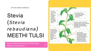 Stevia Crop (Meethi Tulsi) | PPT