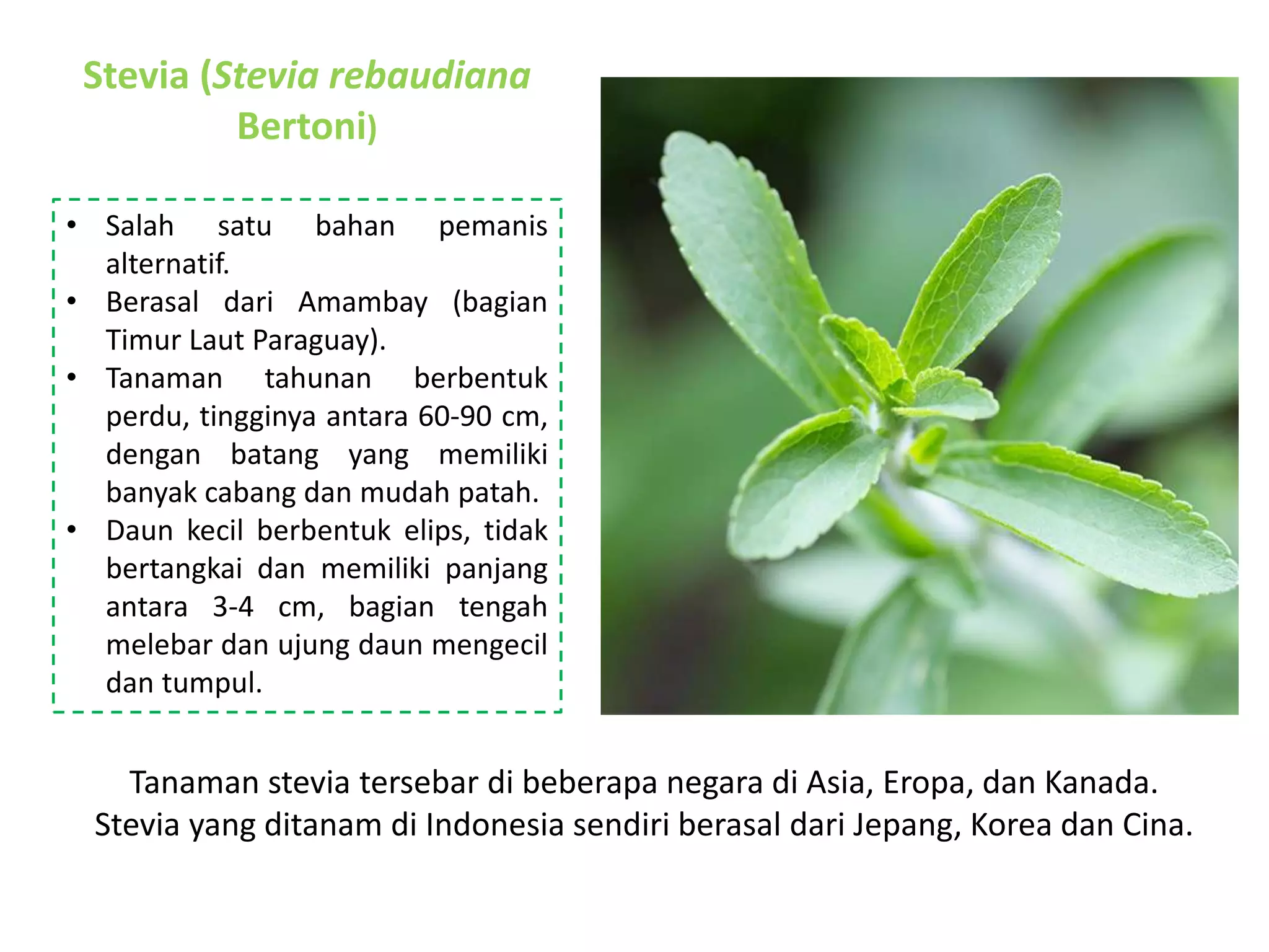 Stevia PPT 1.pptx
