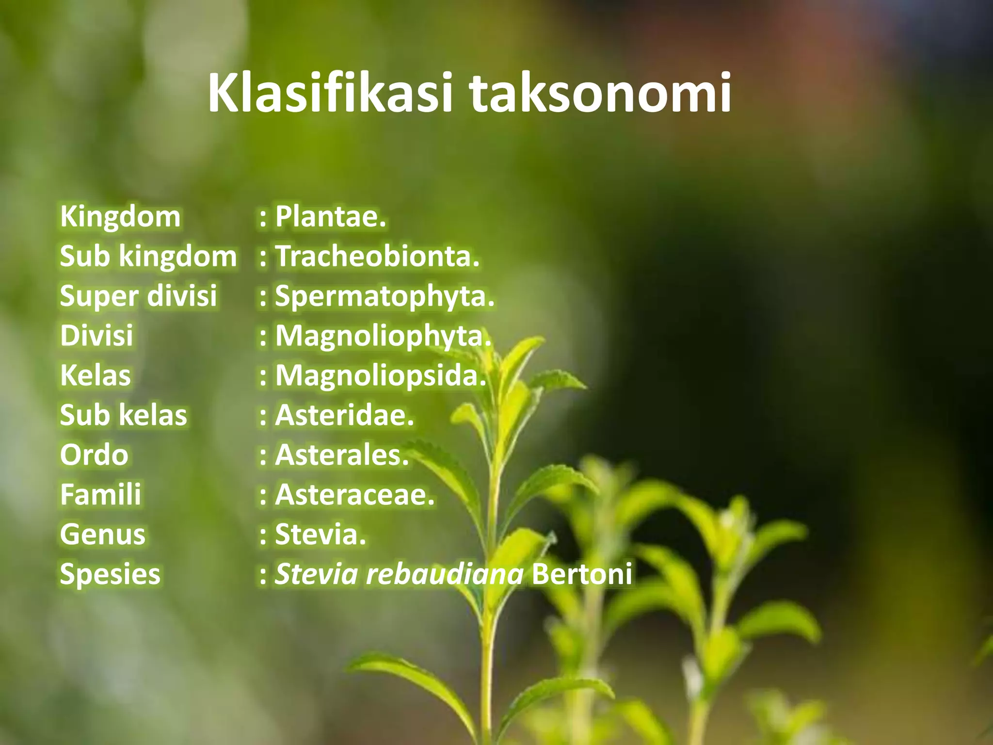 Stevia PPT 1.pptx