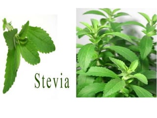 Stevia production | PPTX