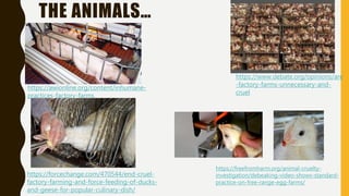 Factory Farming | PPTX
