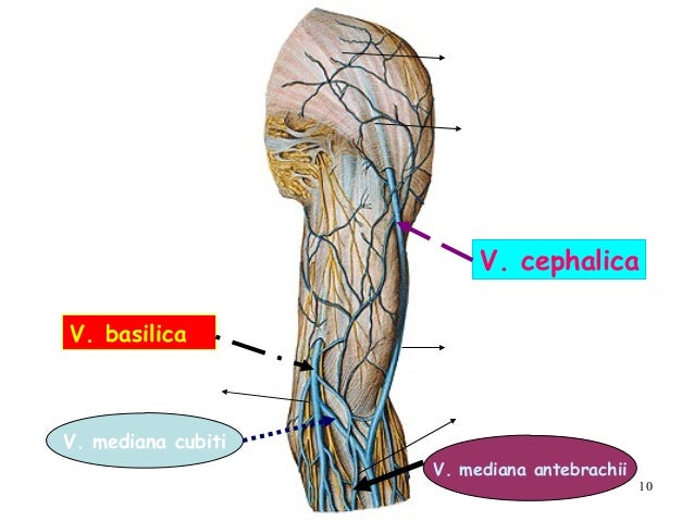 üSt extremite ön yüz(fazlası için www.tipfakultesi.org)