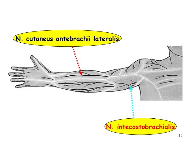 üSt extremite ön yüz(fazlası için www.tipfakultesi.org)