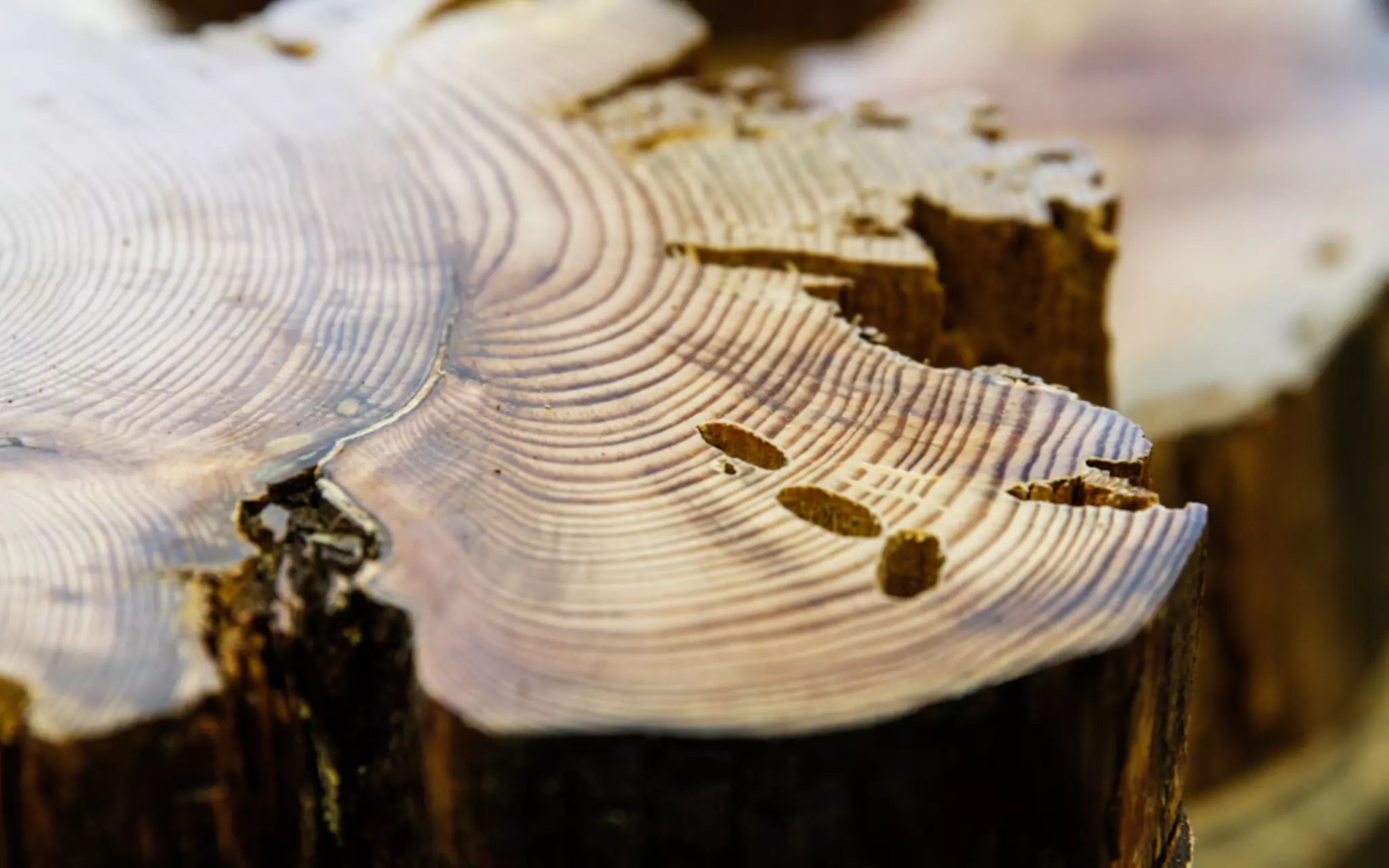 Flood rings: Paleoflood evidence in tree-ring anatomy | PDF