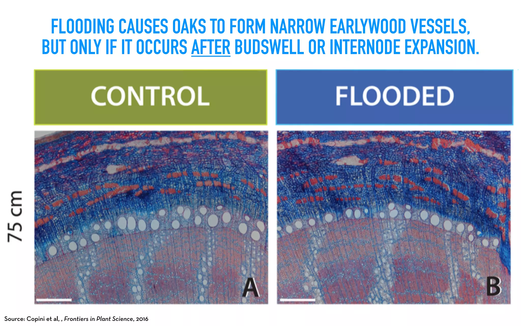 Flood rings: Paleoflood evidence in tree-ring anatomy | PDF