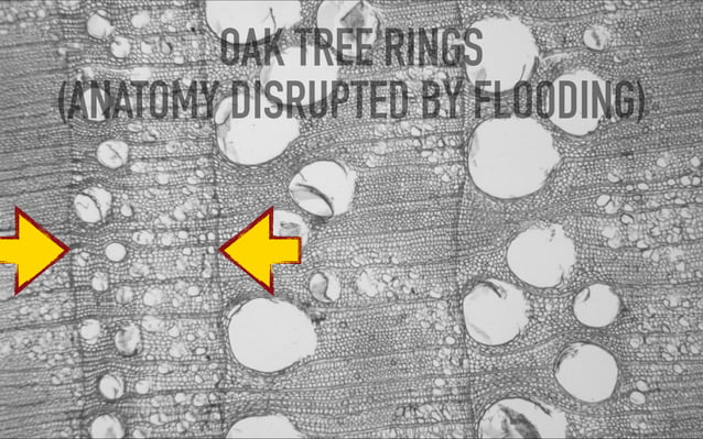 Flood rings: Paleoflood evidence in tree-ring anatomy | PPT