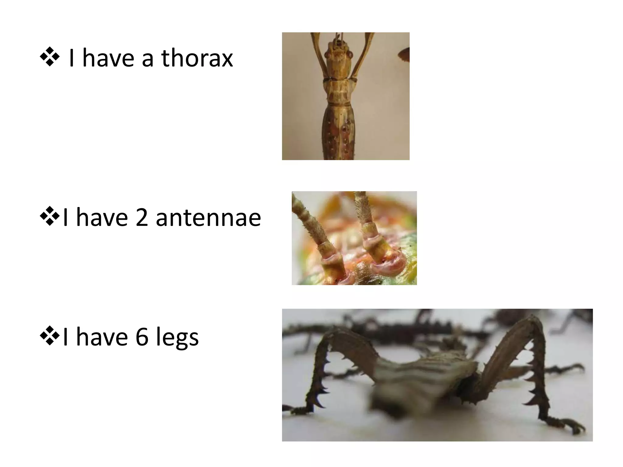 Lanis Stick Insects Presentation Ppt