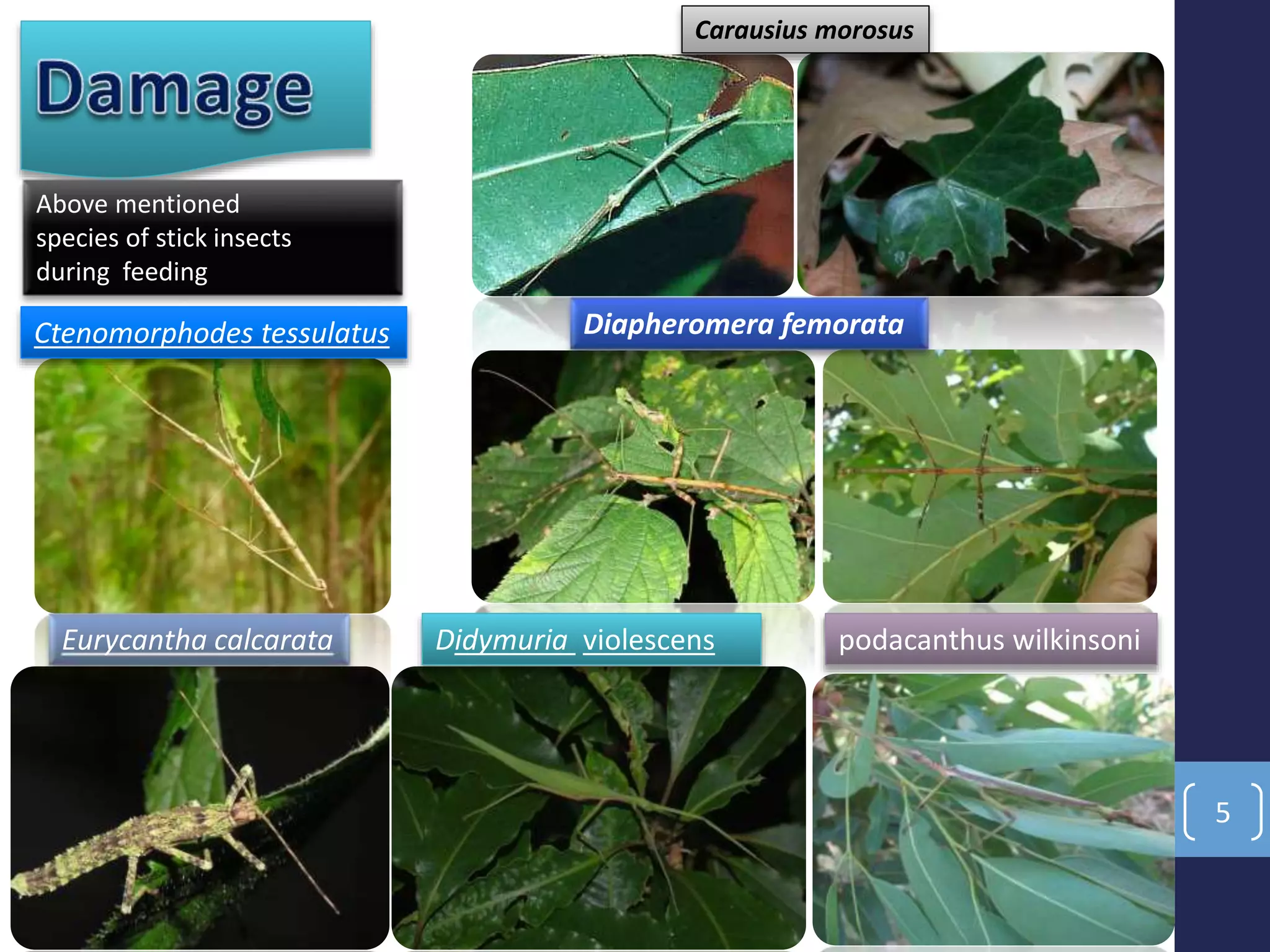 Stick Insects (Phasmida) | PPTX