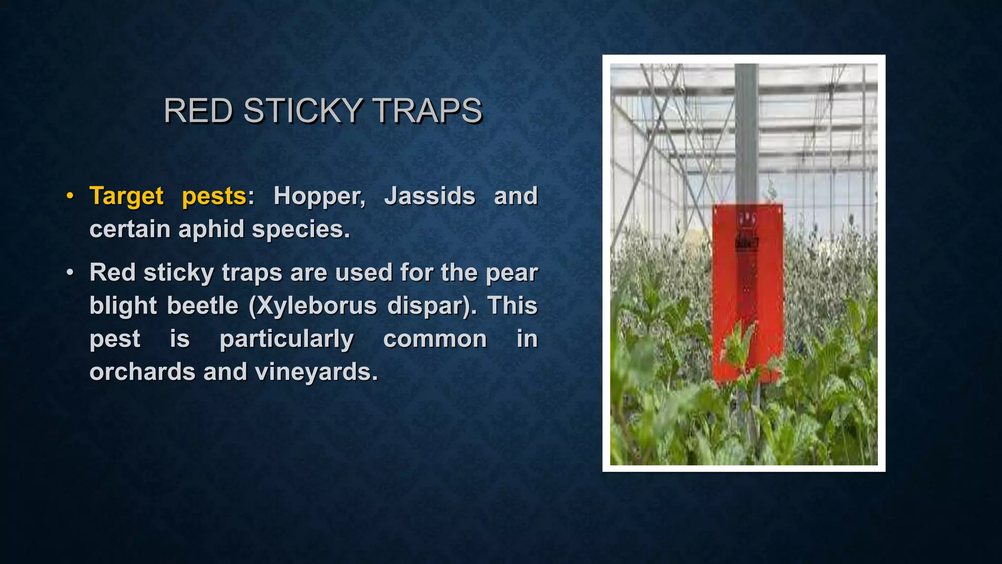 STICKY TRAP.pptx