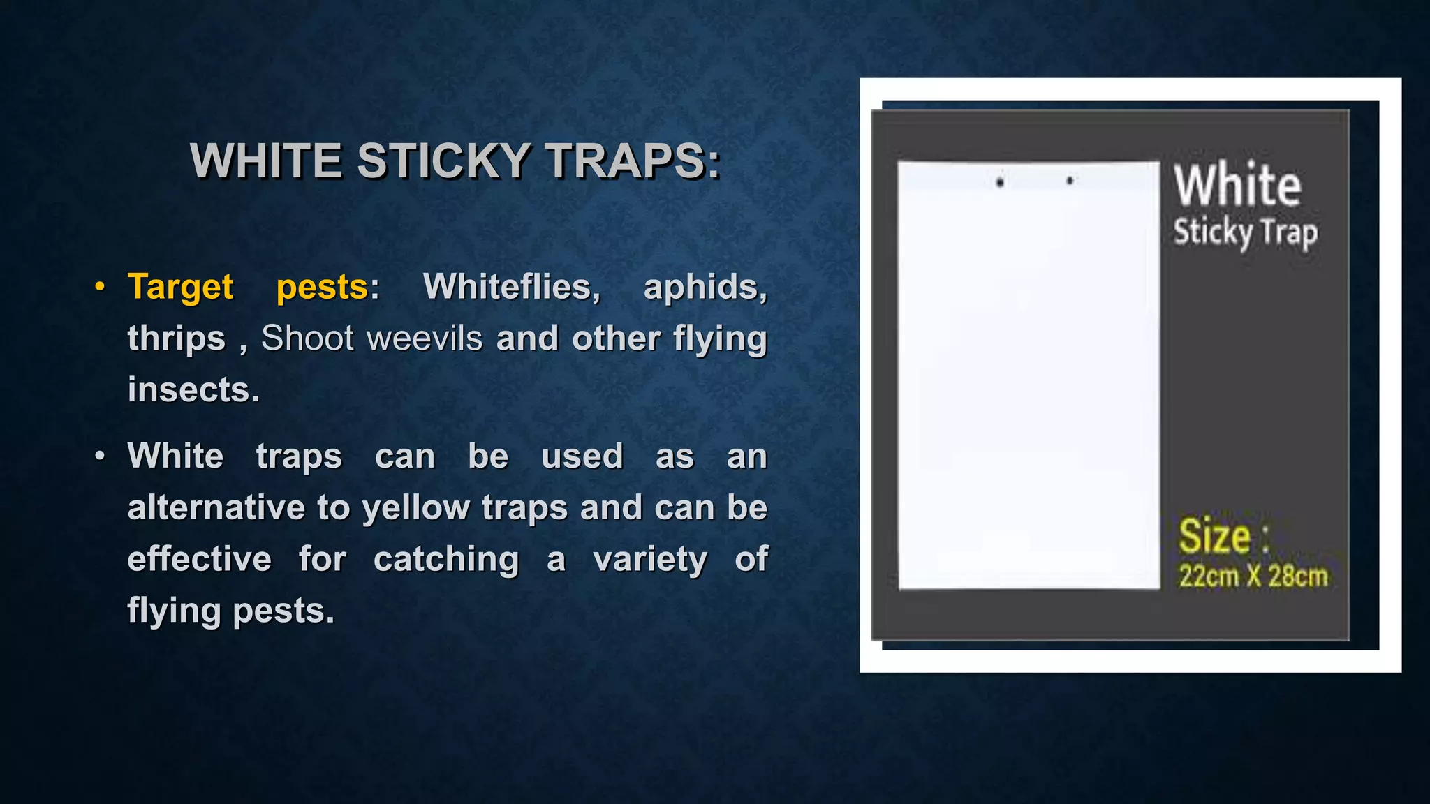 STICKY TRAP.pptx