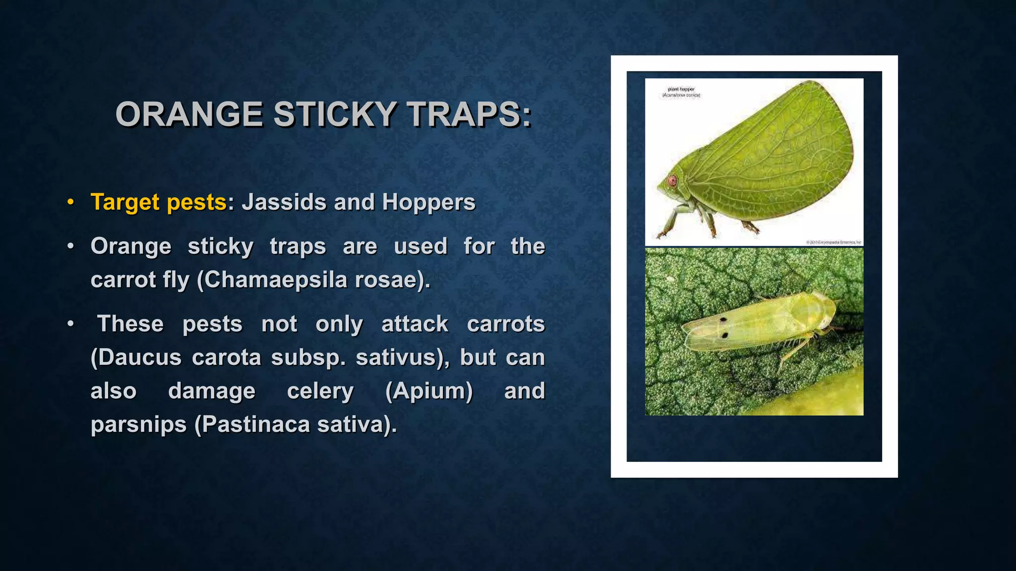 STICKY TRAP.pptx
