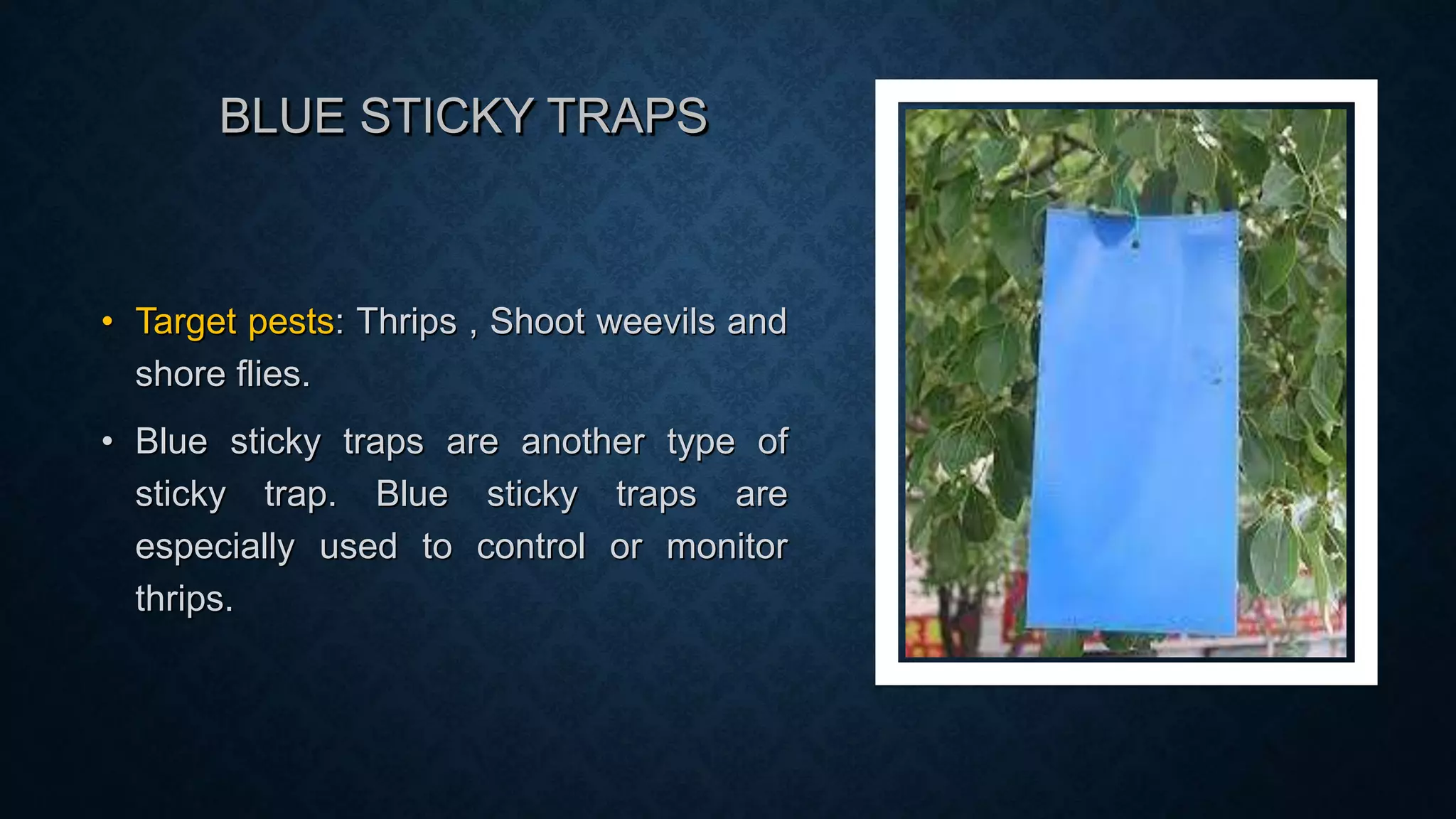 STICKY TRAP.pptx