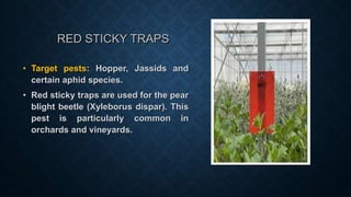 STICKY TRAP.pptx