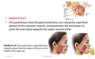 SOFT TISSUE INJURIES OF MAXILLOFACIAL REGION | PPT