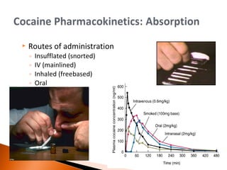 Stimulants | PPT