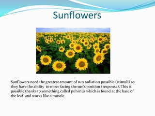 Stimuli and response for dummies | PPTX