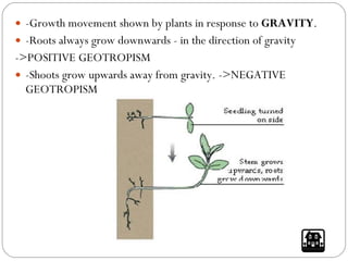 Stimuli and responses in plants | PPT