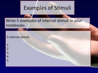 Stimuli lesson 1 | PPT