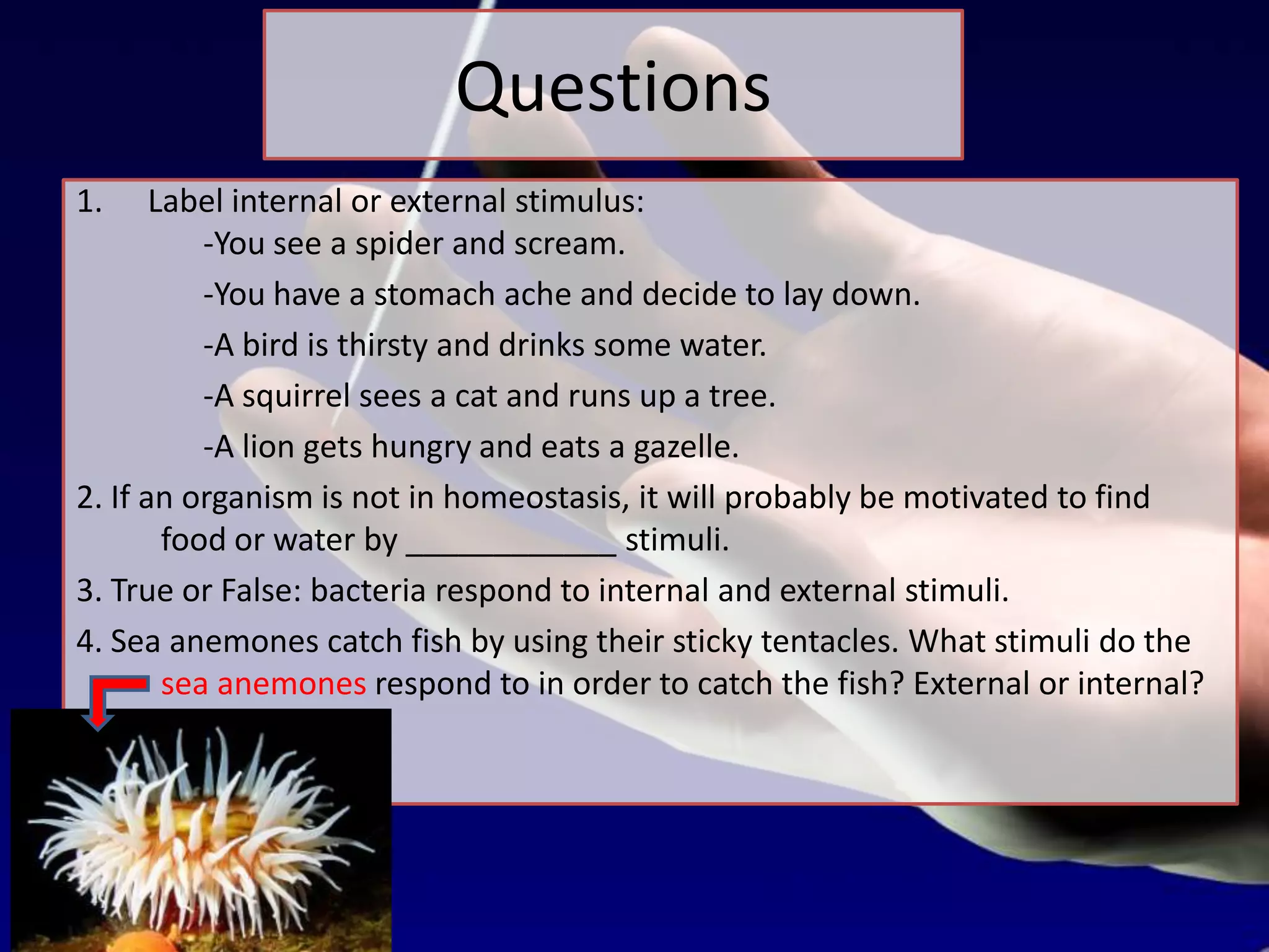 Stimuli lesson 3 | PPTX
