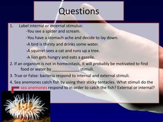 Stimuli lesson 3 | PPTX