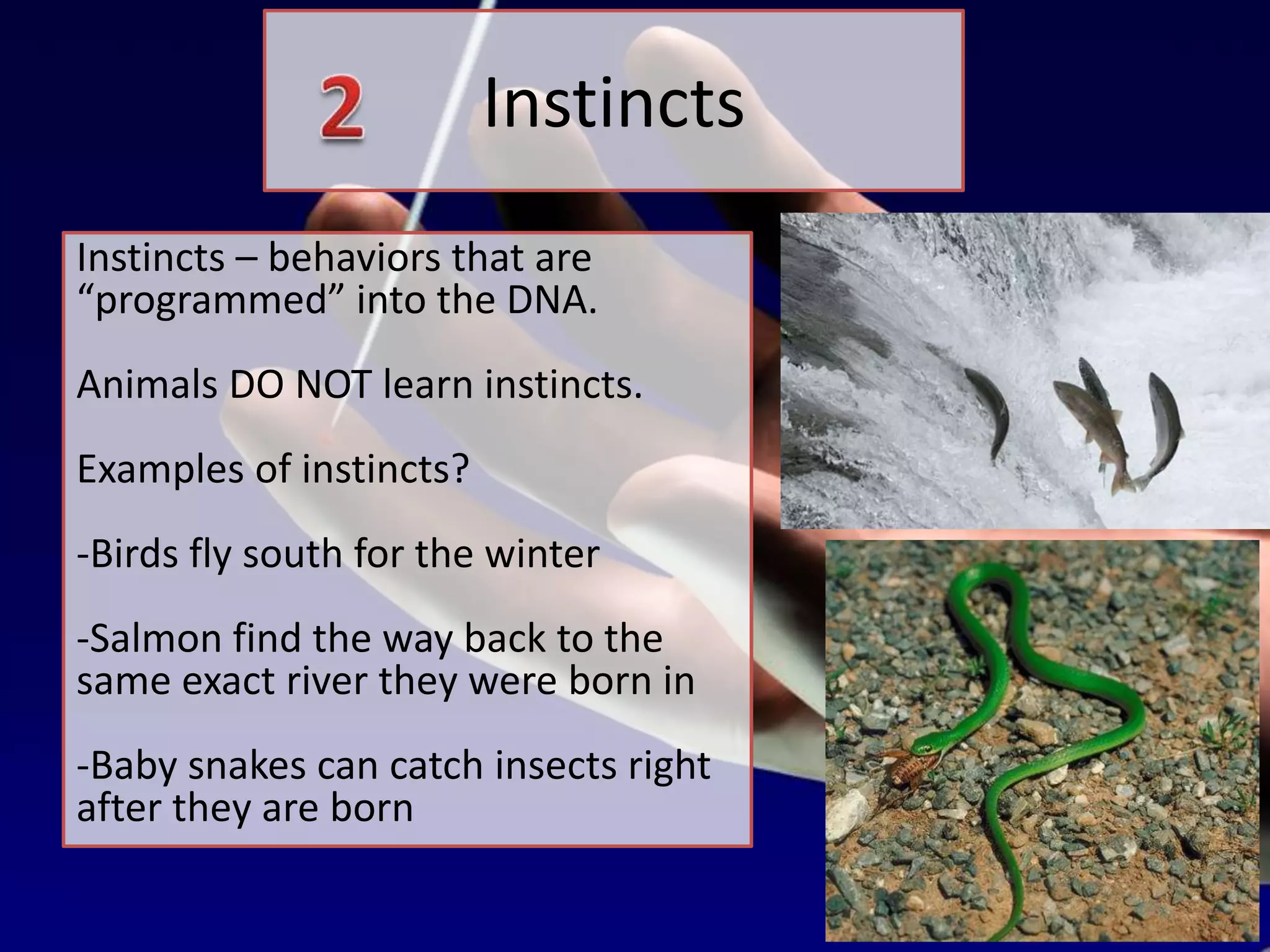 Stimuli lesson 4 | PPT