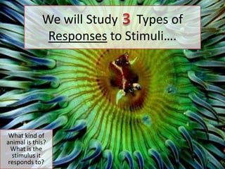 Stimuli lesson 4 | PPT
