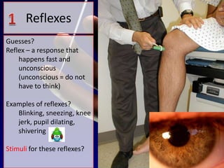 Stimuli lesson 4 | PPT