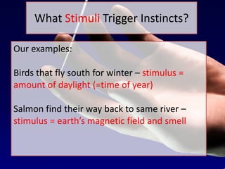Stimuli lesson 4 | PPT