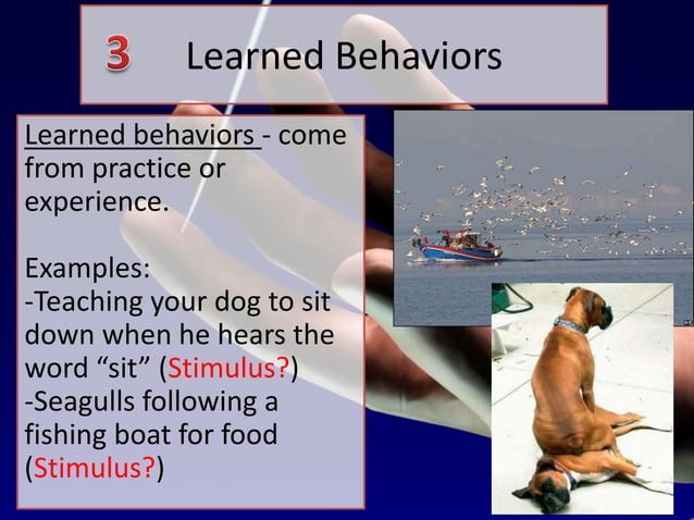 Stimuli lesson 4 | PPT