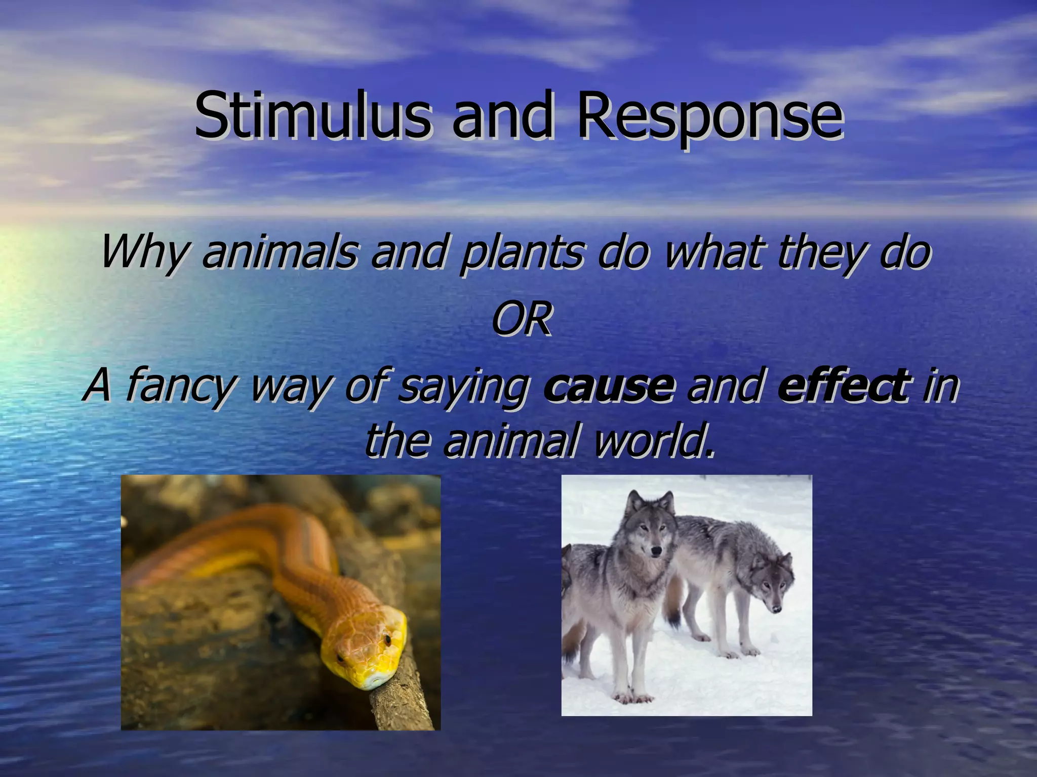 Stimulus And Response | PPT