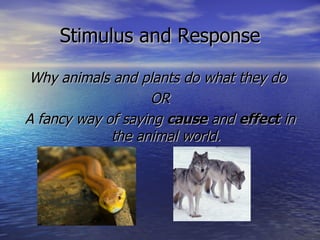 Stimulus And Response | PPT