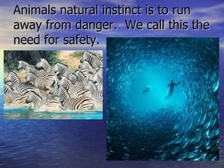 Animal Running Away From Danger