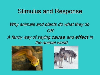 Stimulus and-response-tina | PPT
