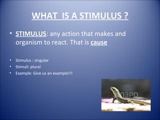 Stimulus and response | PPT