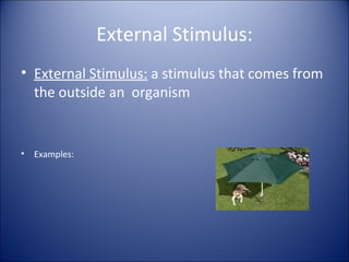Stimulus and response | PPT