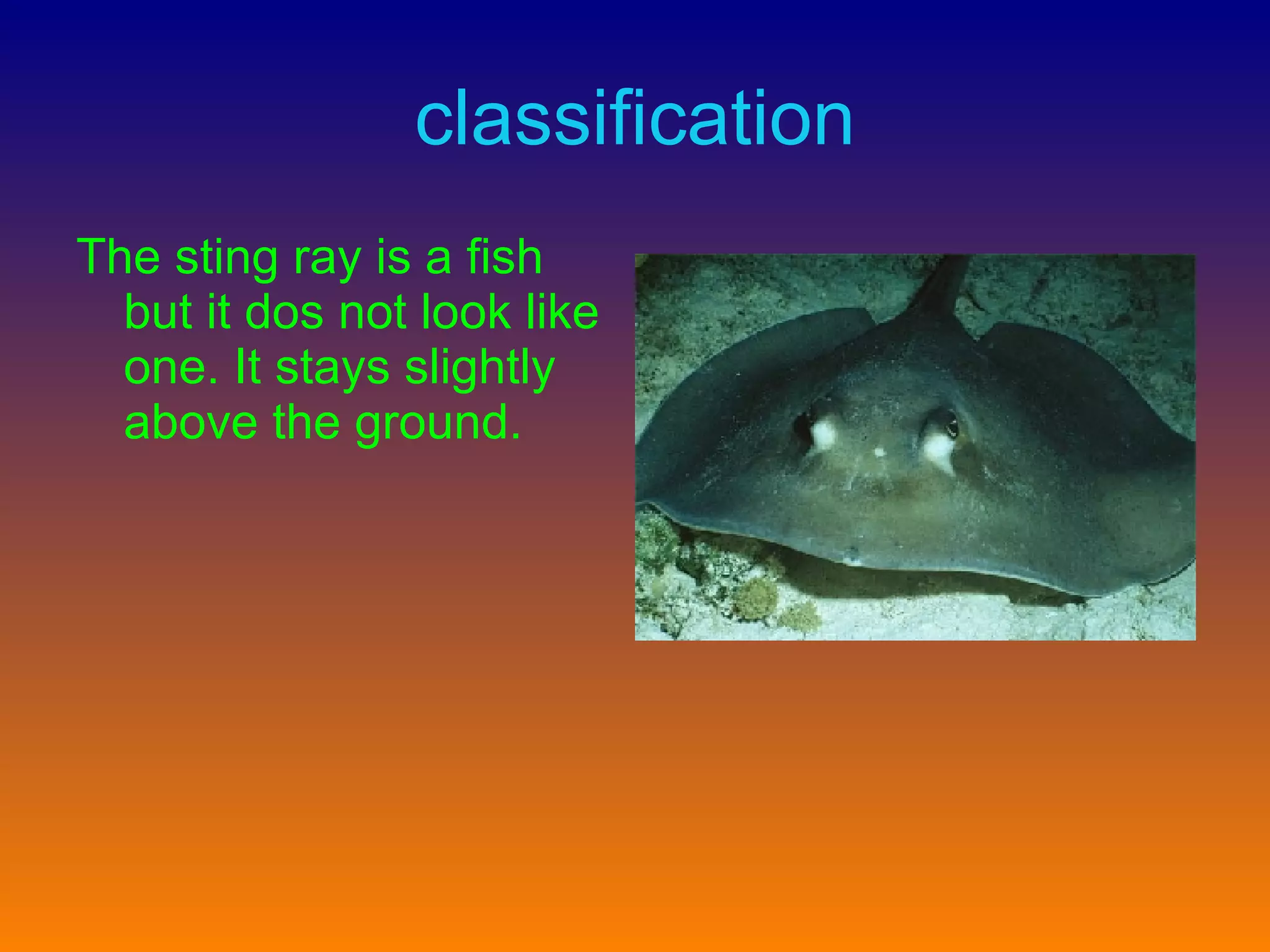 Sting Ray Report | PPT | Fish and Aquariums | Pets