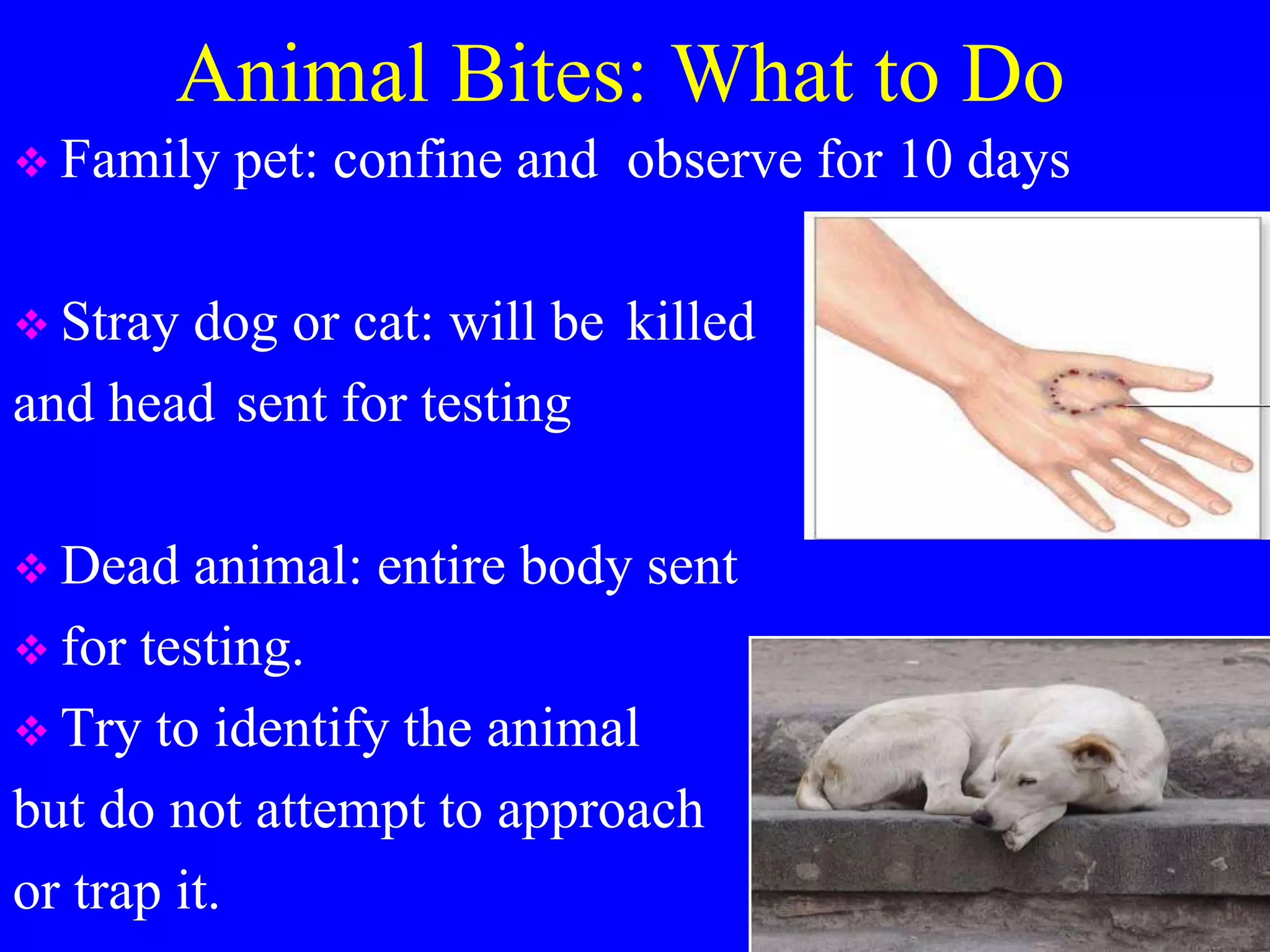 First Aid for Sting and bites | PPT