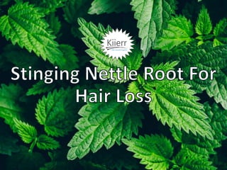 Stinging Nettle Root for Hair Loss : Will it Work for You? | PPT