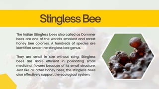 Stingless bee honey-Mother of medicine from Wild honey hunters | PPT