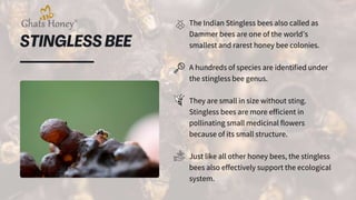 Stingless Bee honey from Wild honey hunters | PPT
