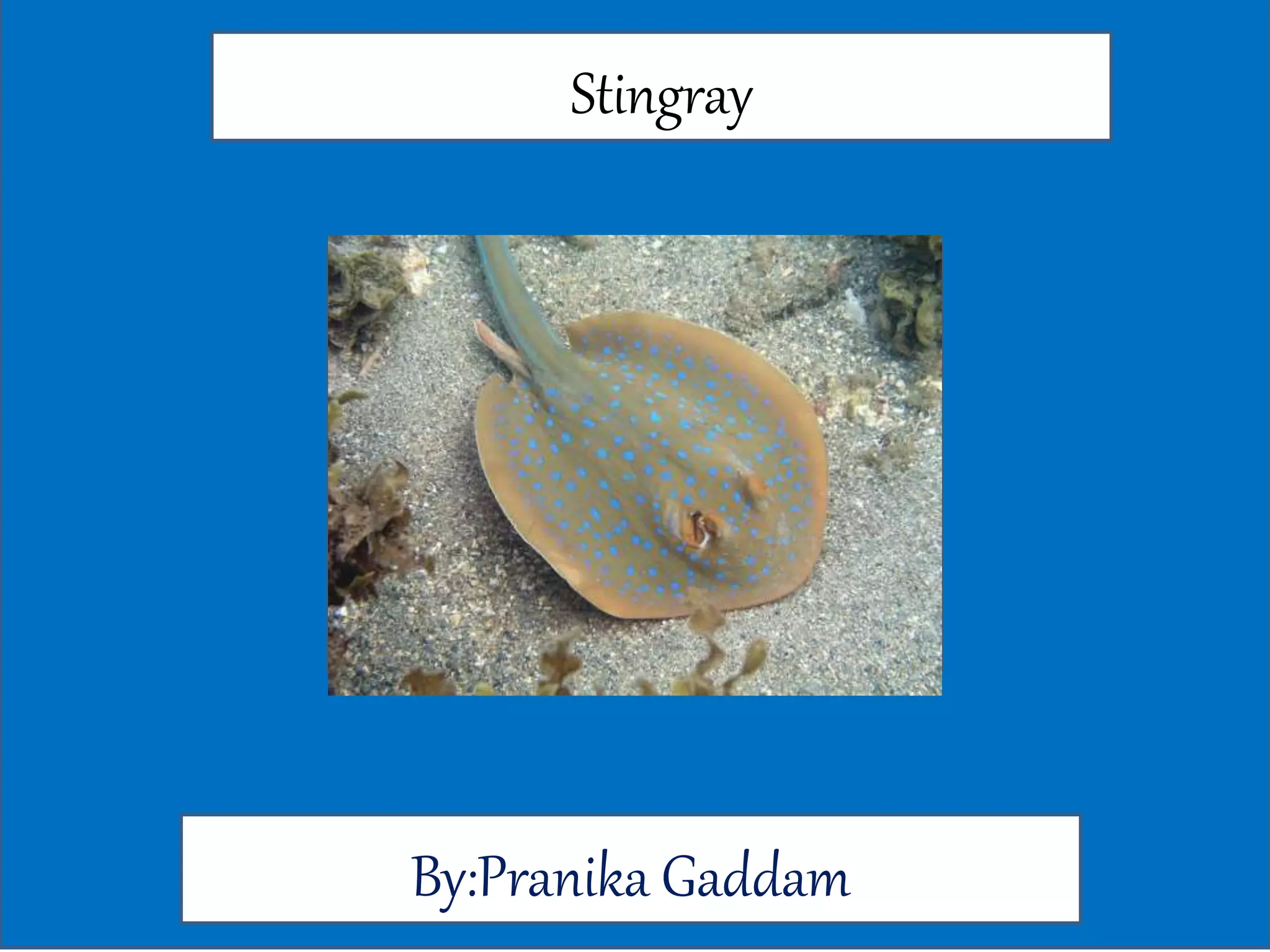 Sting Ray.pptx | Fish and Aquariums | Pets