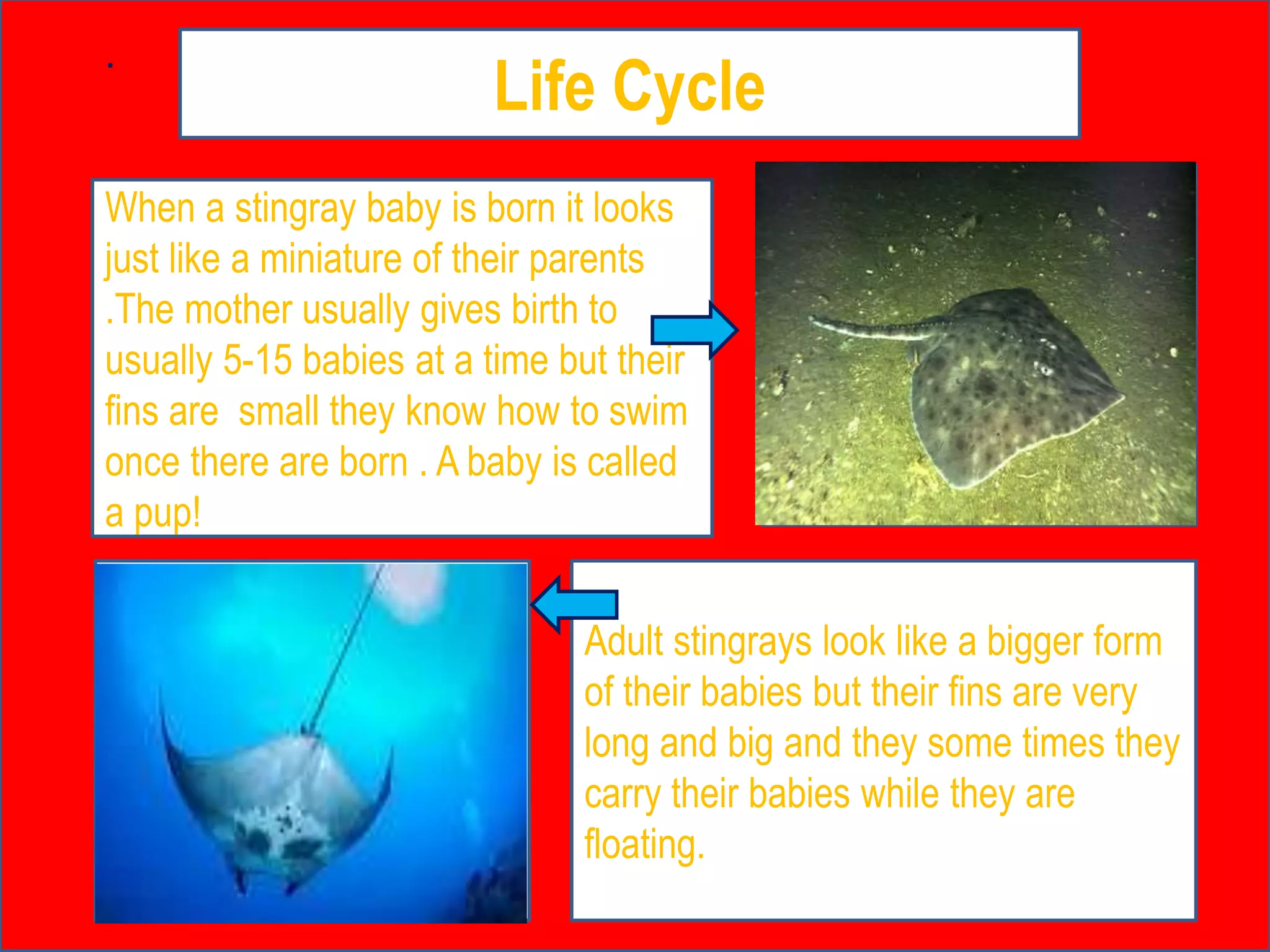 Sting Ray.pptx | Fish and Aquariums | Pets