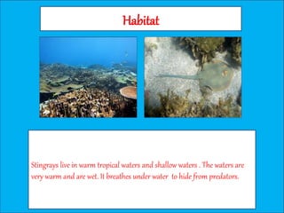 Sting Ray.pptx | Fish and Aquariums | Pets