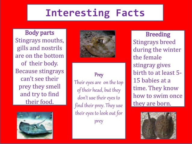 Sting Ray.pptx | Fish and Aquariums | Pets
