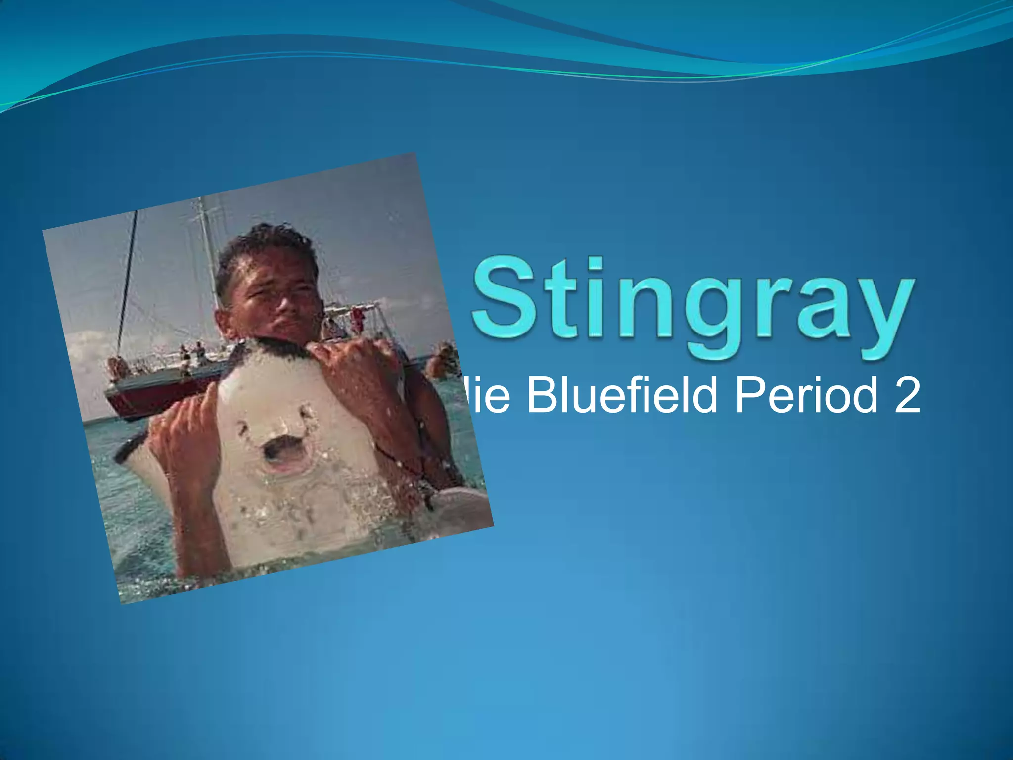 Stingray powerpoint | PPTX