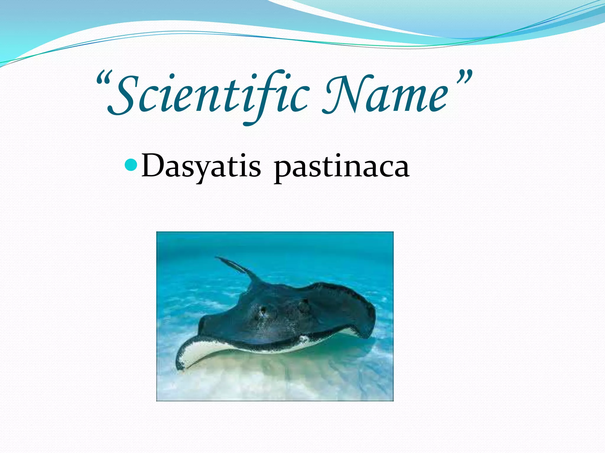 Stingray powerpoint | PPTX