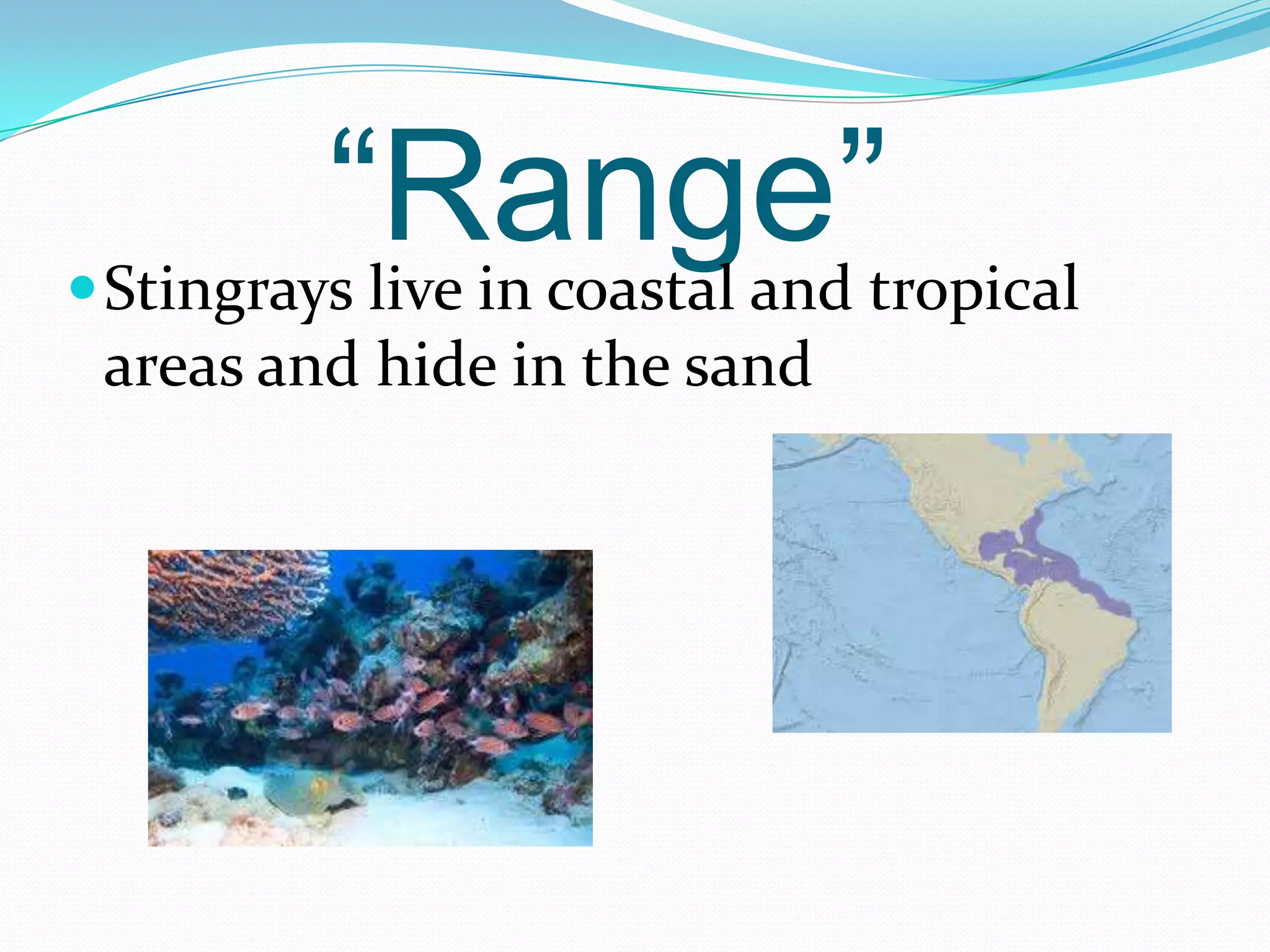 Stingray powerpoint | PPTX