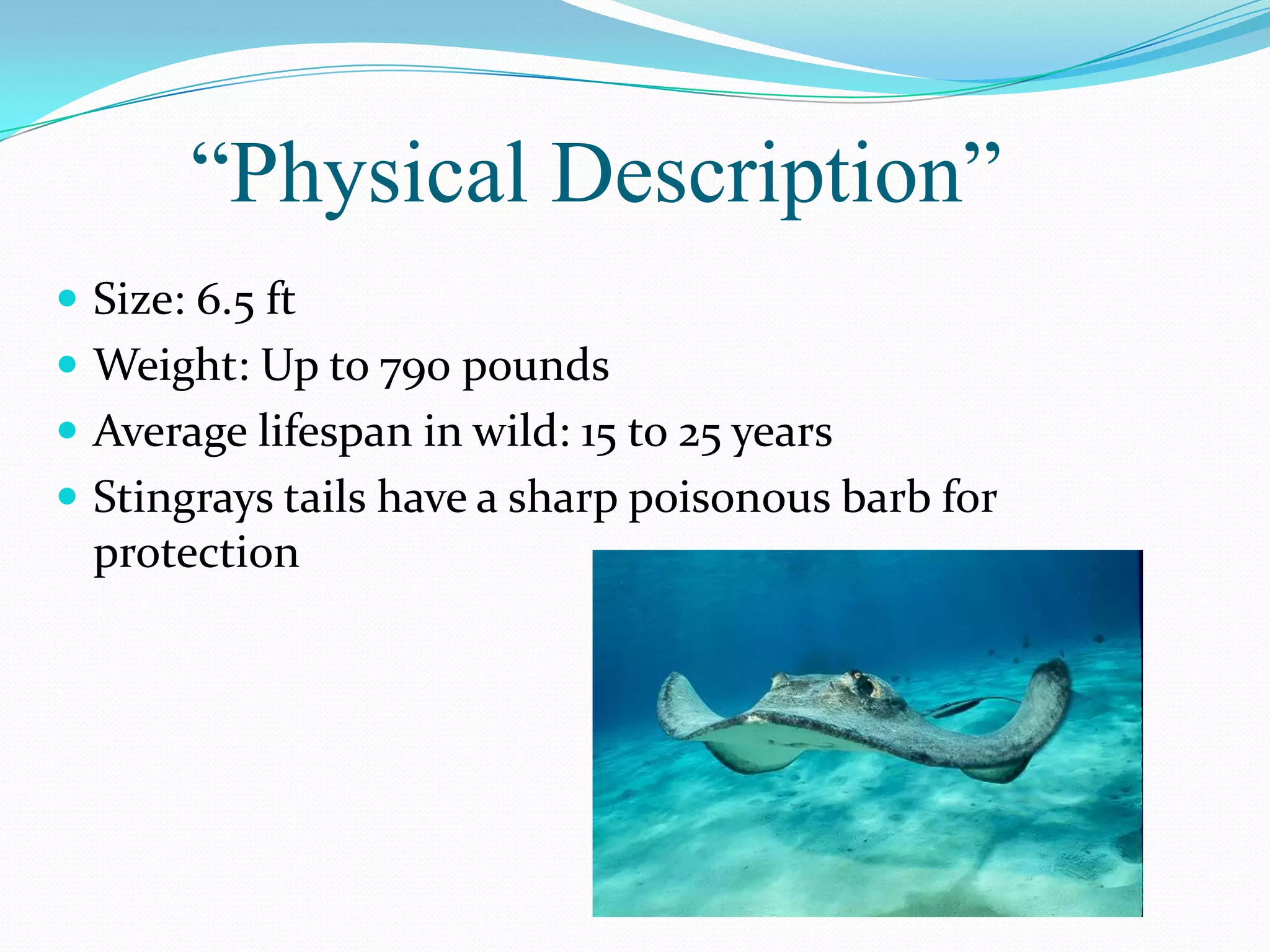 Stingray powerpoint | PPTX